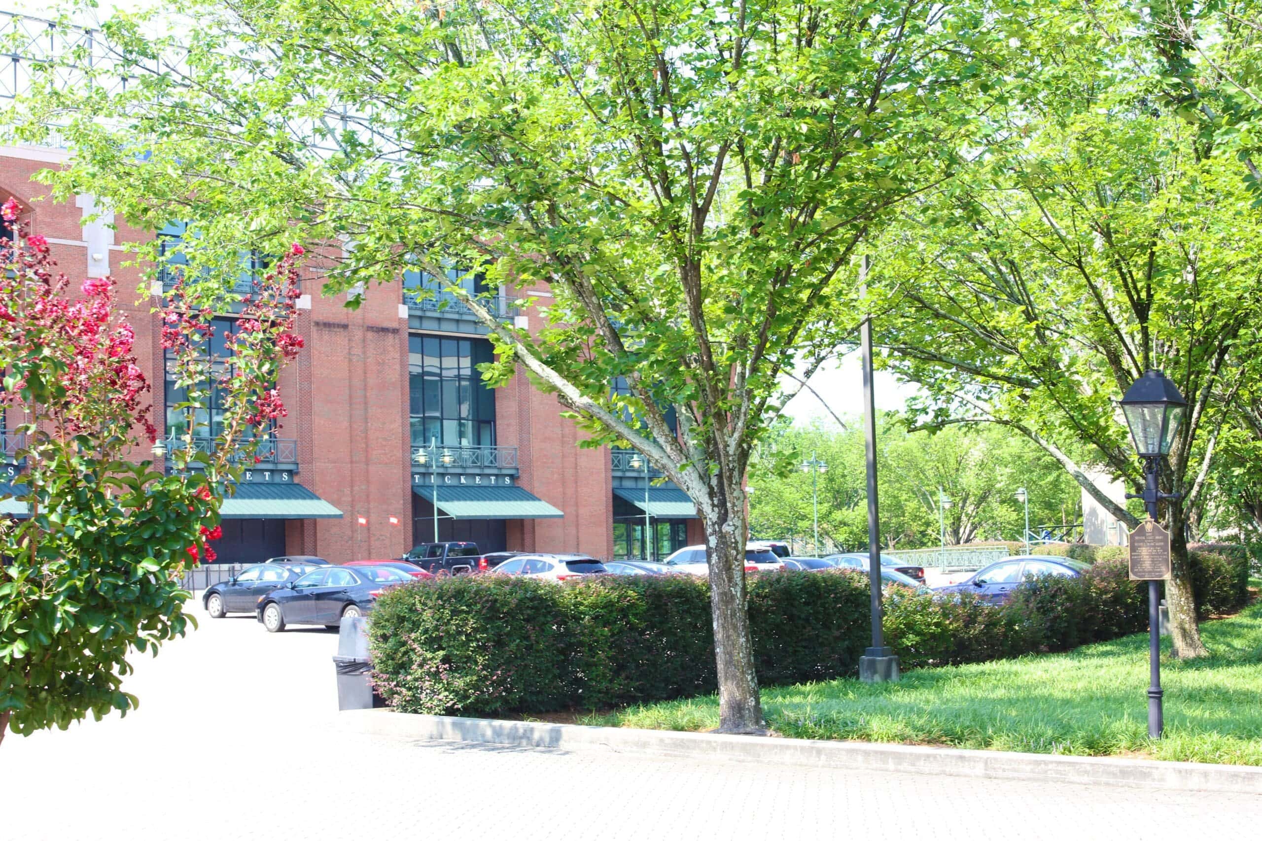 Atlanta's Premier Tree Care Company | Ed Castro Landscape